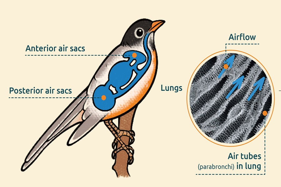 How Do Birds Breathe And The Efficient Respiratory System Of Birds – Birdfy