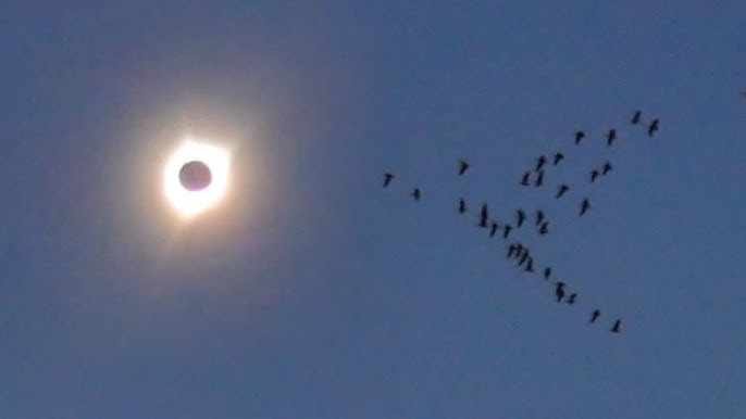 The Impact Of Solar Eclipses On Bird Behavior- A Mysterious Phenomenon – Birdfy