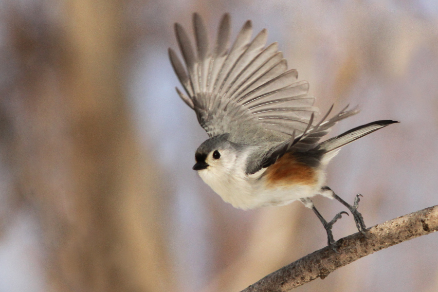 15 Amazing Facts About Tufted Titmouse- Nature's Tiny Marvel – Birdfy