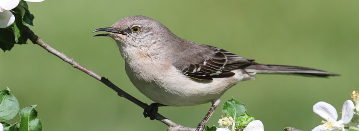 Bird introduction - Northern Mockingbird – Birdfy