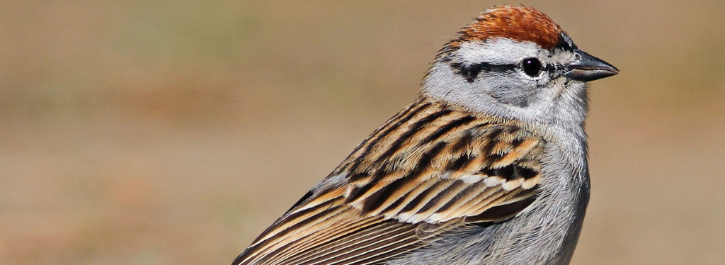 Bird Introduction-Chipping Sparrow – Birdfy