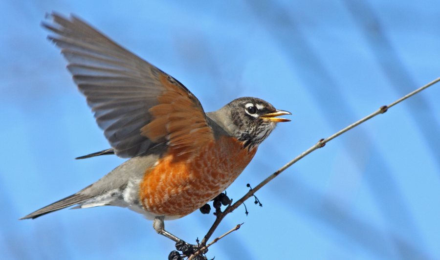 A Deep Dive into American Robin Behavior And Foraging Habits – Birdfy
