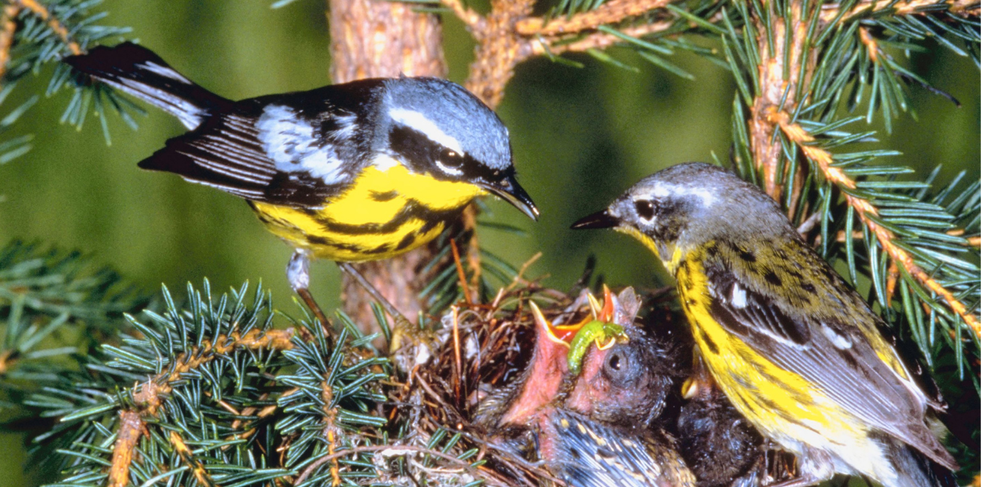 Unveiling the Secrets of Bird Breeding Strategies – Birdfy