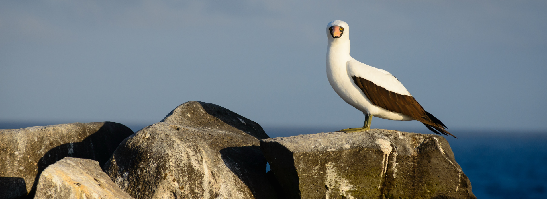 Fascinating Facts from the Avian World – Birdfy