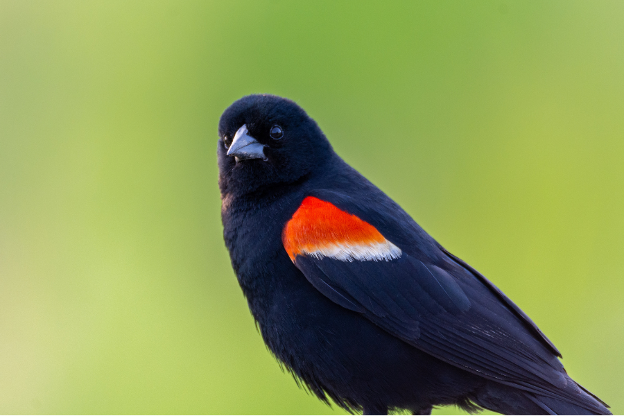 What is the Blackbird with Red and Yellow Wings? – Birdfy