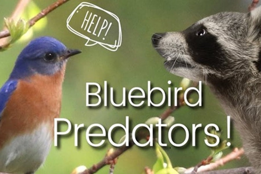 10 Bluebird Predator And Prevention Ways – Birdfy