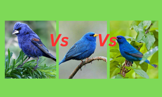 Blue Grosbeak Vs. Blue Finch Vs. Indigo Bunting: A Comparative Analysi ...