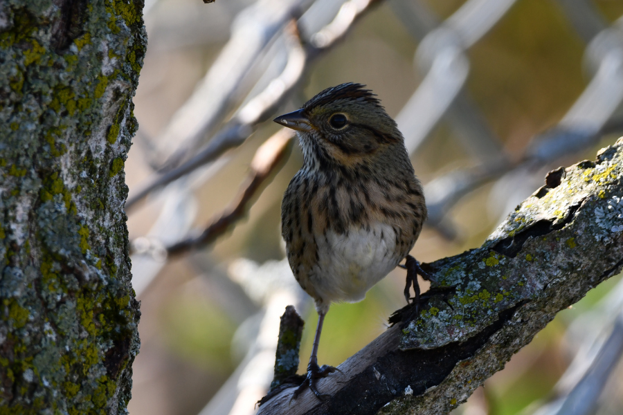 Blogs – Birdfy