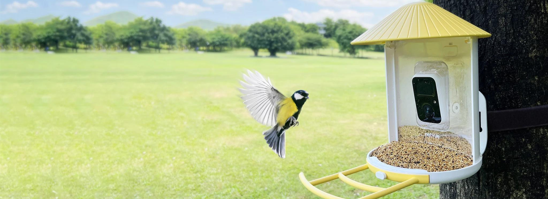 The Benefits of Feeding Birds using a Bird Feeder – Birdfy