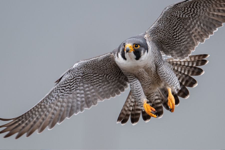 Birds Symbolizing Freedom – Birdfy