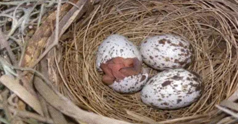 Cardinal Eggs Hatch Time - All About Cardinals Hatching – Birdfy