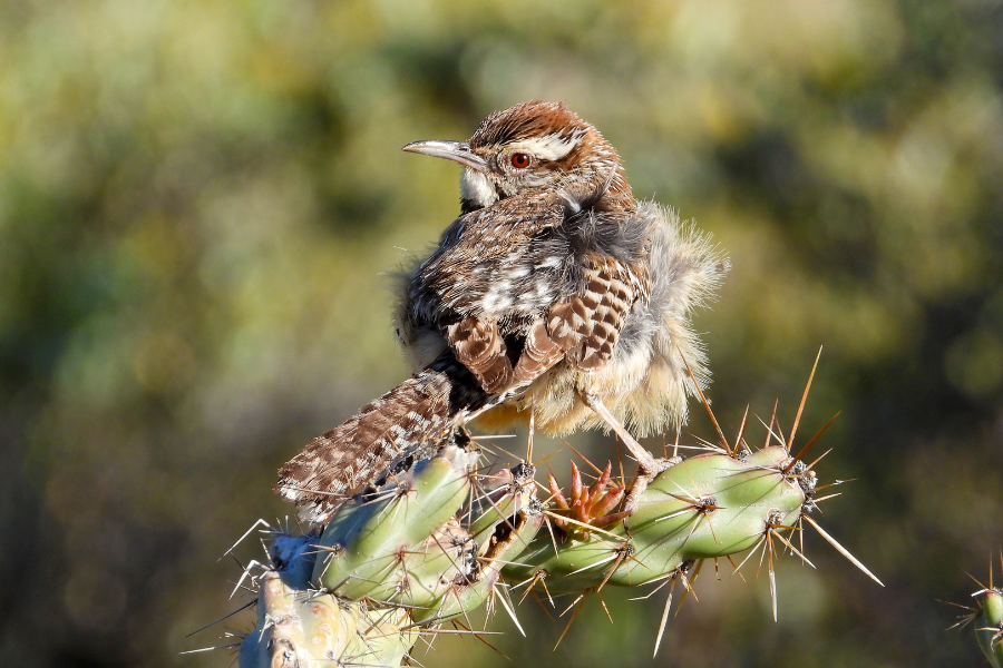 Little Cactus Wren: A Desert Survivor-A Desert Survivor – Birdfy