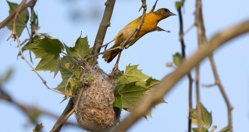 Baltimore Orioles' Nesting Behaviors – Birdfy