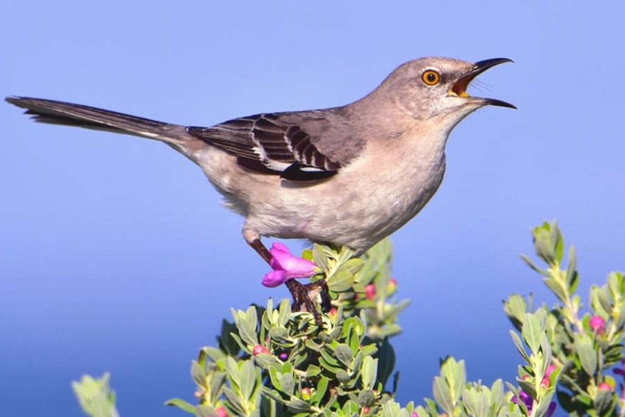 Mockingbird Feather Stress And Fright Molt – Birdfy