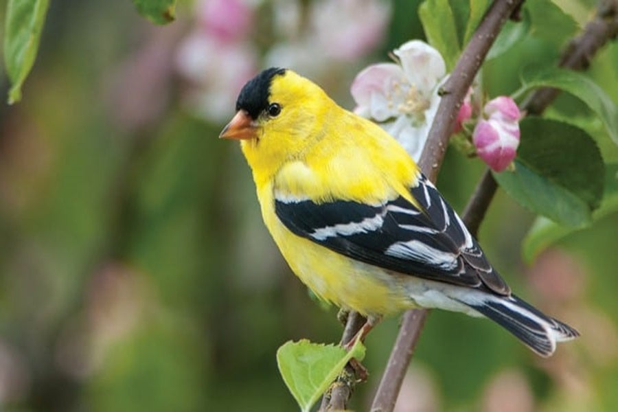 The Goldfinch Breeding Cycle: A Comprehensive Guide To Raising And ...
