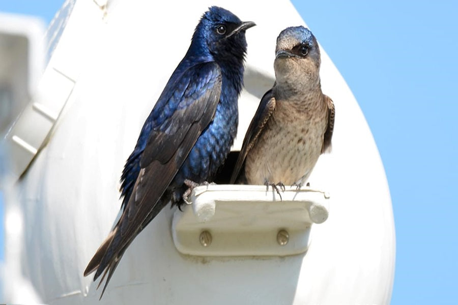 Fun Facts About Purple Martin – Birdfy