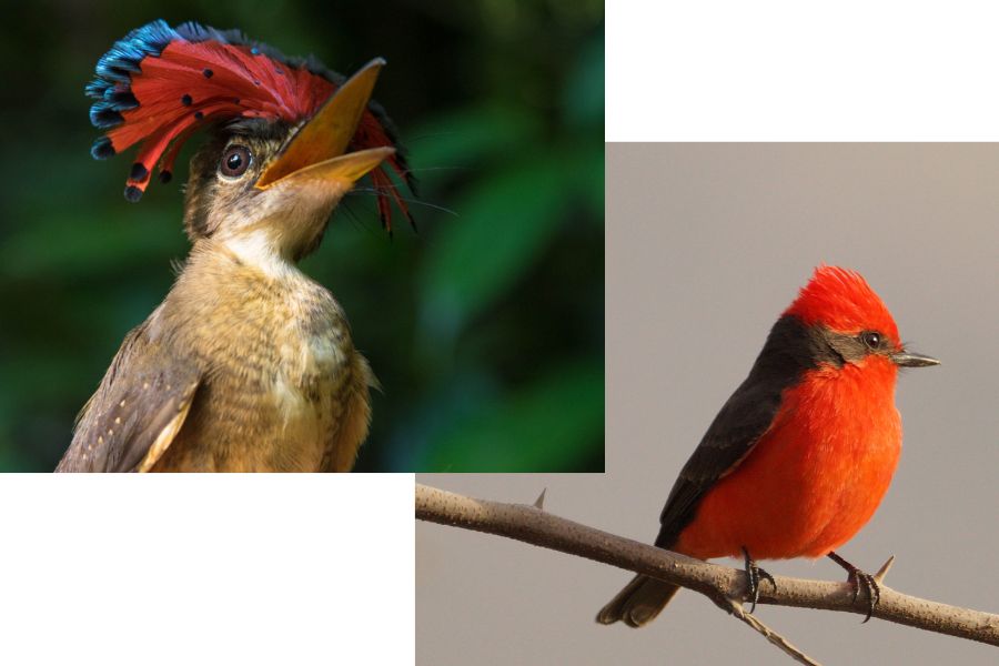 Discover The 10 Most Beautiful Flycatchers In The World – Birdfy