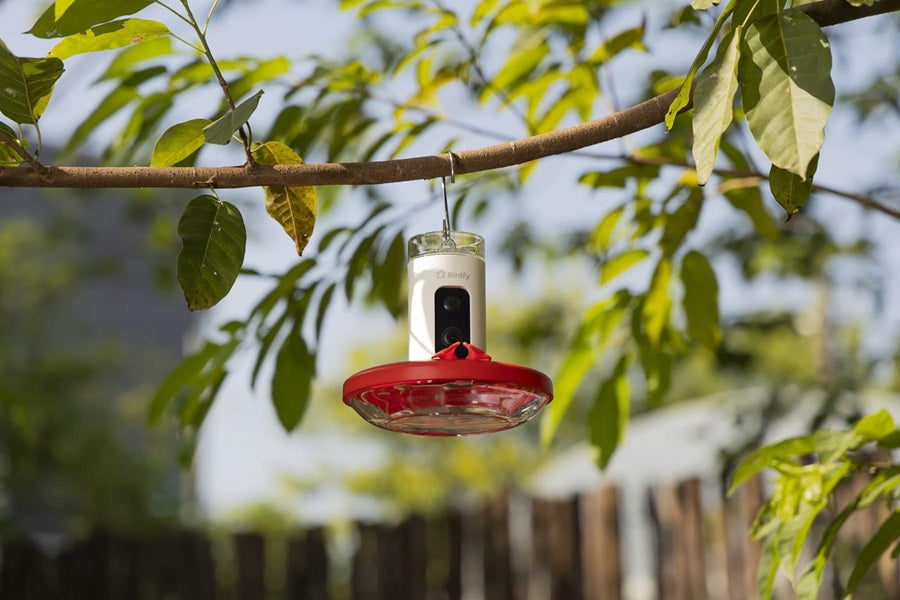 Birdfy Introduces the Birdfy Hum Feeder: A Smart Solution for ...