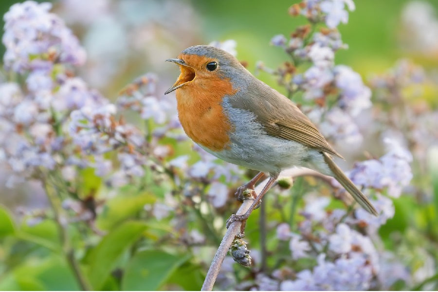 Unveiling the Spiritual Significance of the European Robin: Discover ...