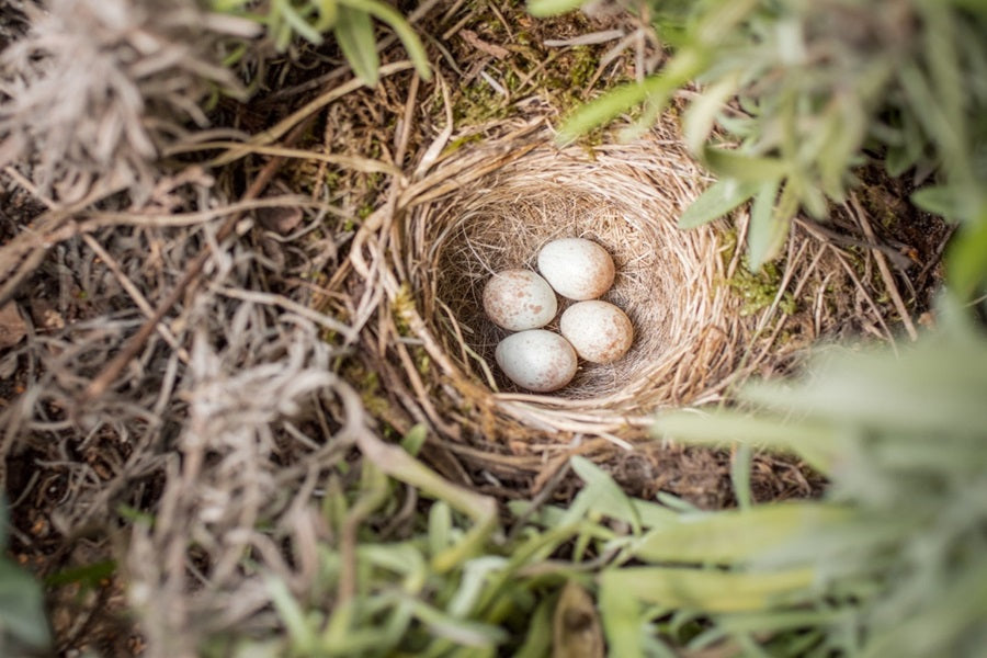What To Do If You Find Baby Bird Eggs? – Birdfy