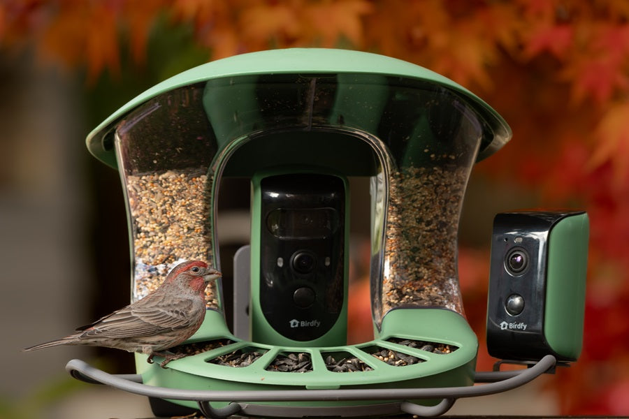 Can You Use A Smart Bird Feeder Without Wi-Fi? – Birdfy