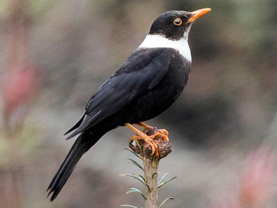 8 Birds with White Ring Around Neck: ID Guide & Key Differences – Birdfy