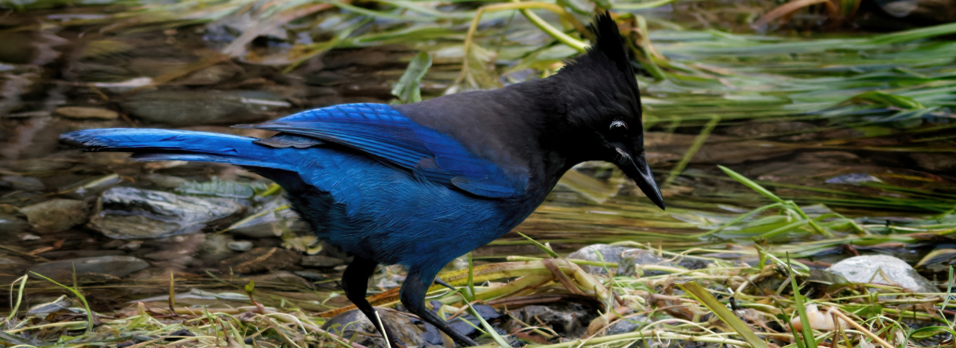 Birds of Washington State – Birdfy