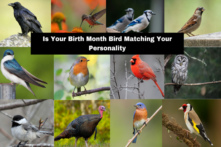 Is Your Birth Month Birds Matching Your Personality? – Birdfy
