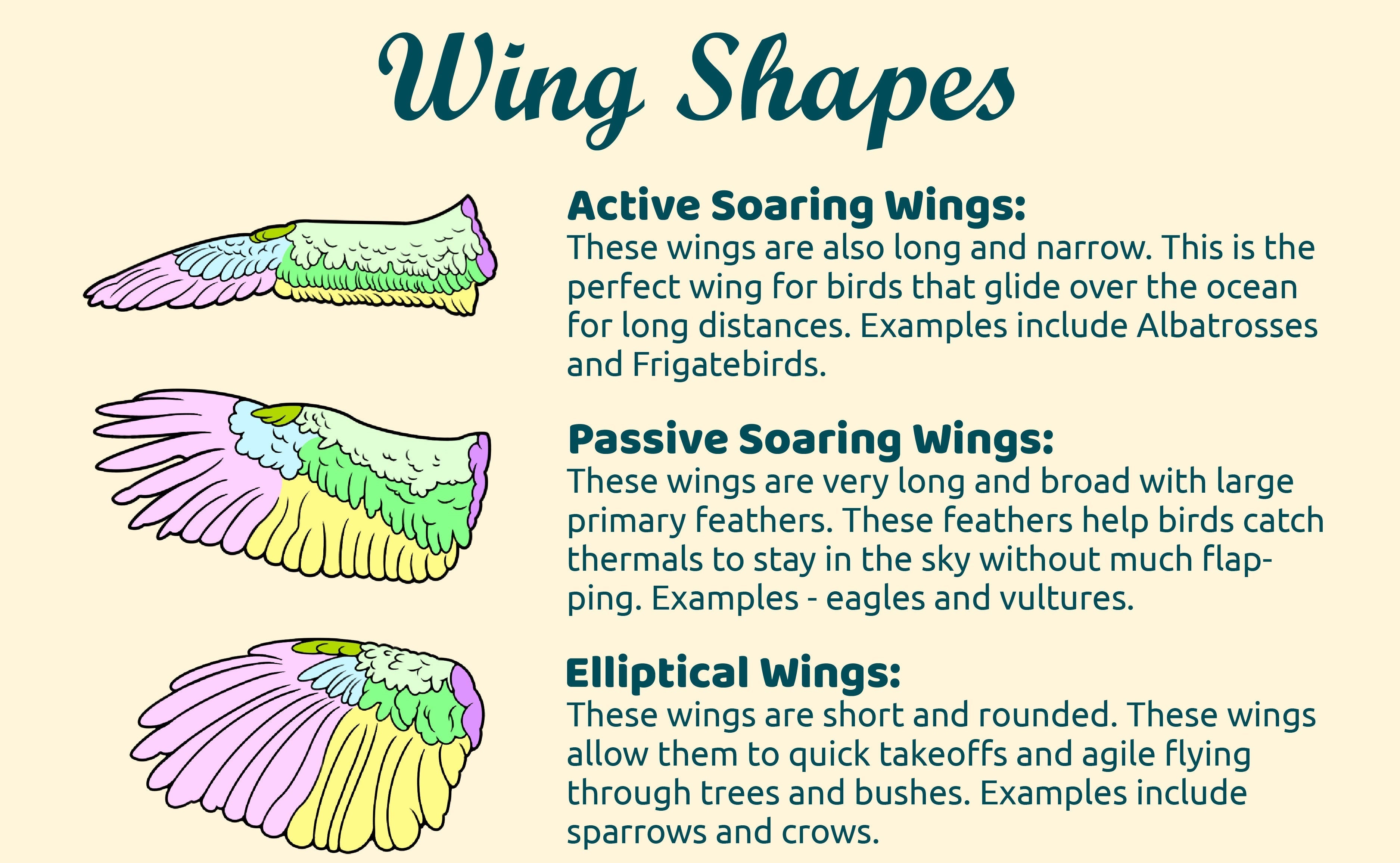 What You need to Know about Bird Wings – Birdfy