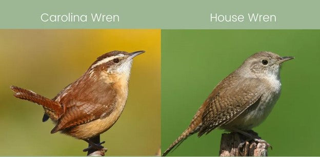 How To Attract Carolina Wrens And House Wrens: A Complete Guide – Birdfy