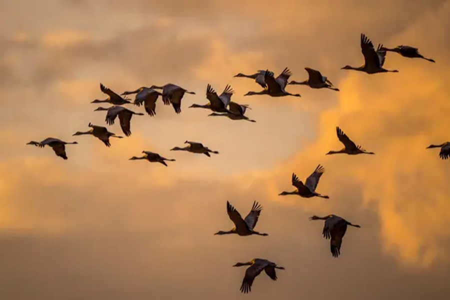 How Do Birds Navigate? A Comprehensive Guide – Birdfy