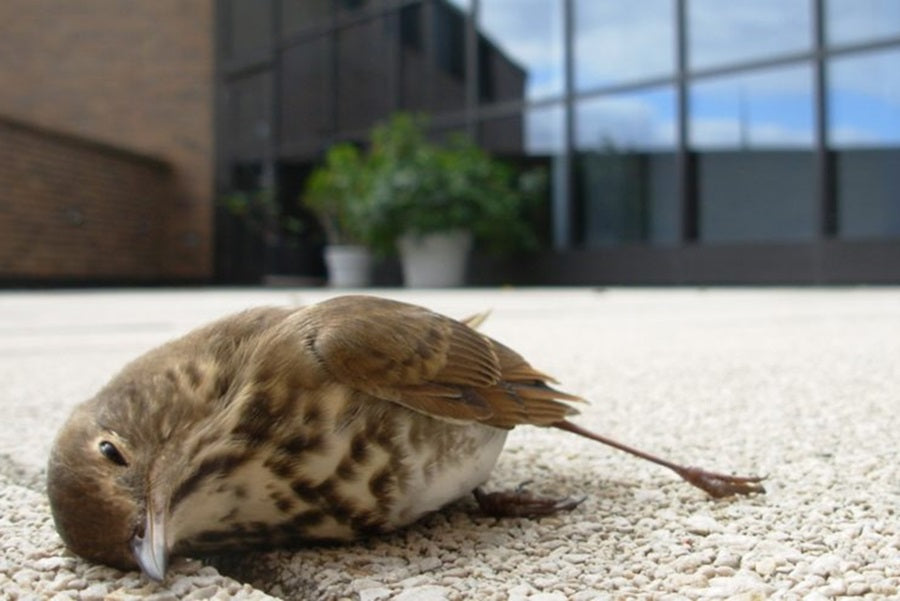 Bird Collisions In Chicago: A Growing Crisis And What We Can Do – Birdfy