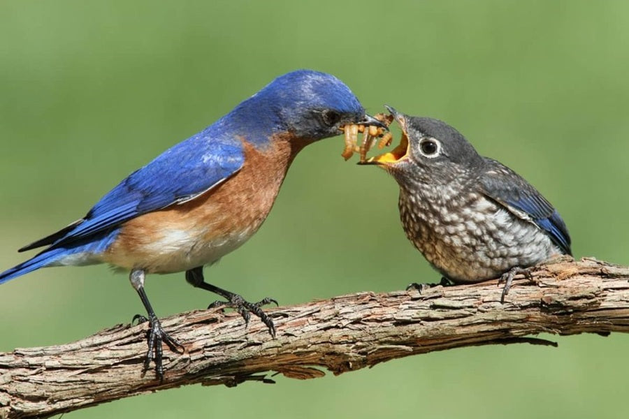 Do Birds Eat Insects - Birds And Their Fascinating Insects Diet – Birdfy