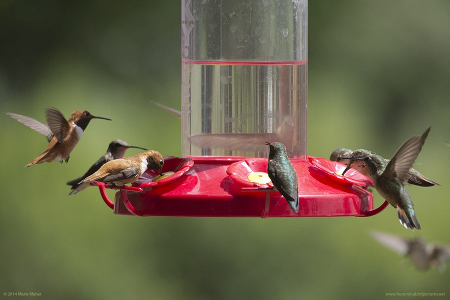 5 Ways For Hummingbirds To Survive The Gulf Of Mexico Crossing – Birdfy
