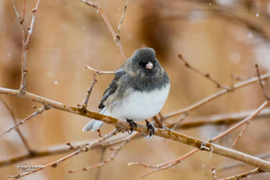 Snowbirds– 12 Fun Facts About Junco’s Winter Habits – Birdfy
