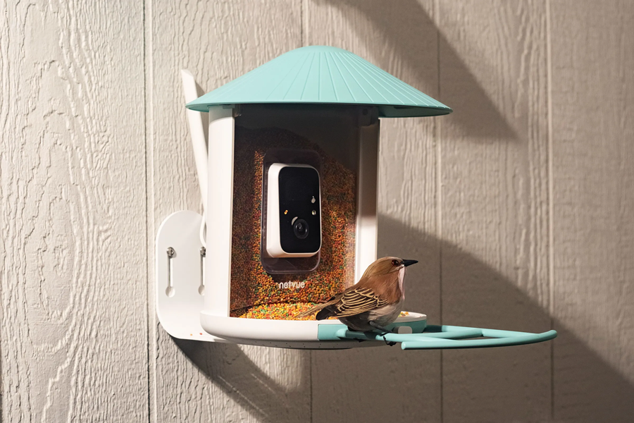Bird Feeder Buying Guide: Everything You Need To Know – Birdfy