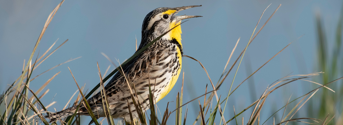 North Dakota State Bird – Birdfy