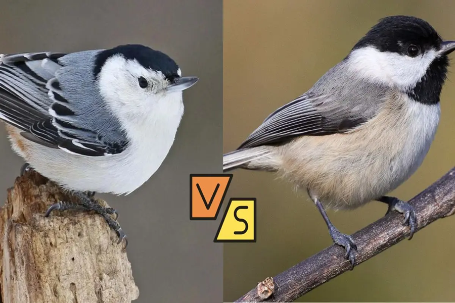 Nuthatch-Vs-Chickadee: Understanding These Charming Birds – Birdfy