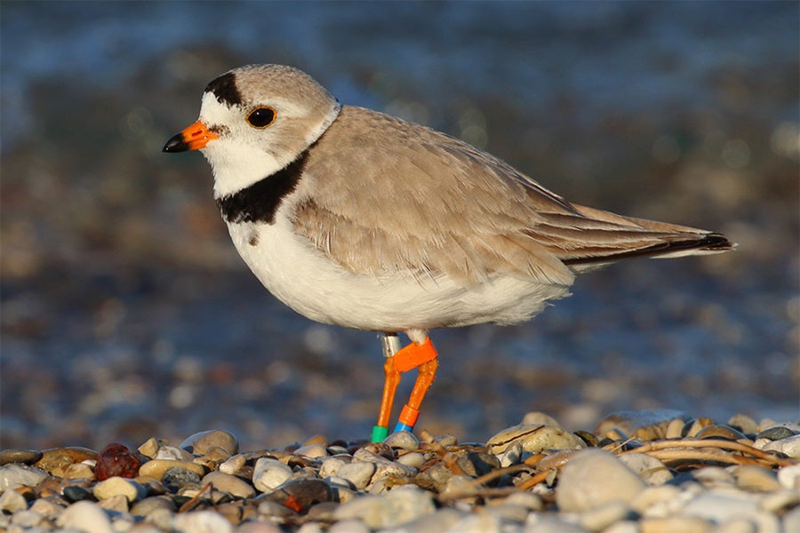 Top 14 World’s Most Rare Birds: Enjoy Rare Birds Sighting – Birdfy