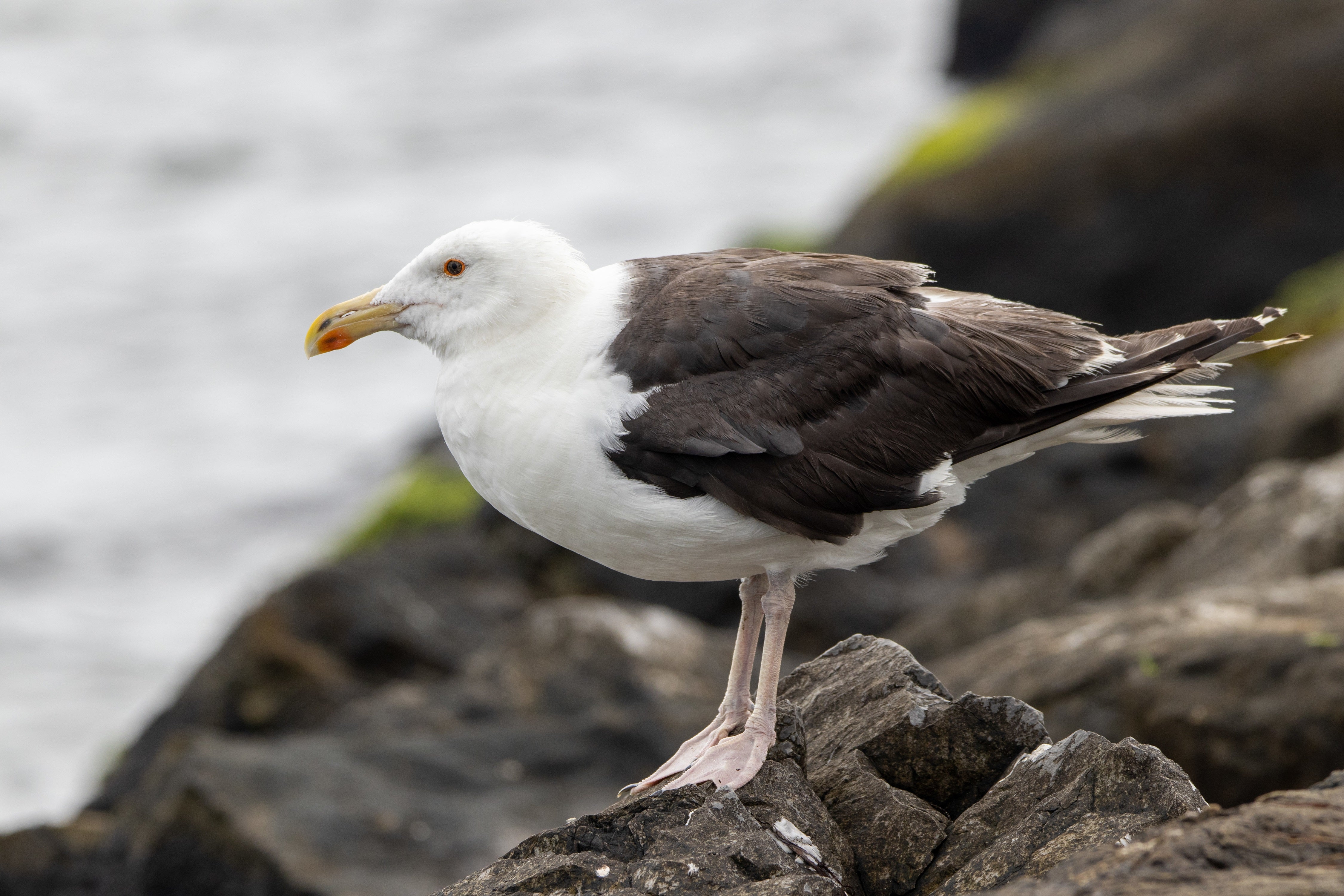 Seabirds, Shorebirds, Coastal Birds, And Waterfowl – Birdfy