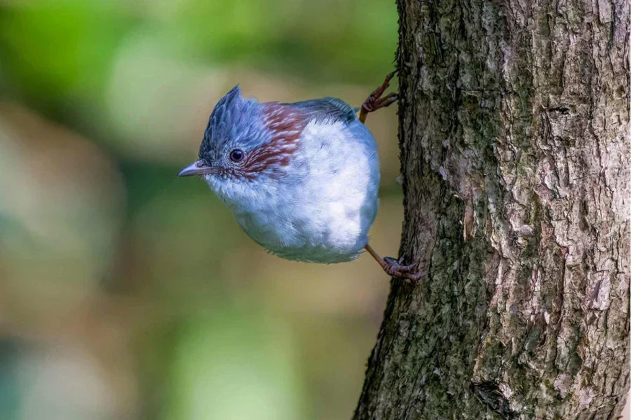 All About Bird Feet: Talons, Toes, Legs and Their Amazing Uses – Birdfy