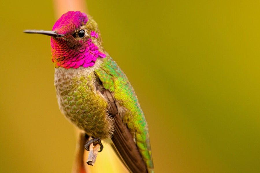 Nesting And Breeding Of Anna's Hummingbird- Understanding Their Unique ...