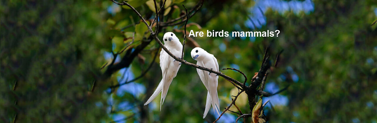 Are birds mammals? Why Birds Not Mammals Guide – Birdfy