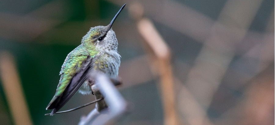 What to Know about Broad-tailed Hummingbirds – Birdfy