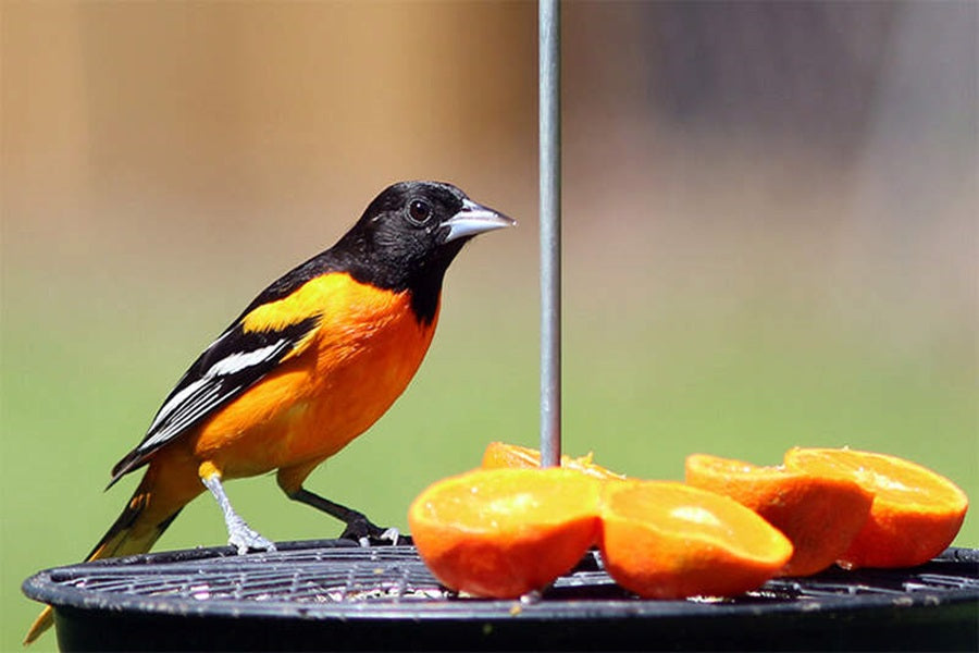 A Detailed Exploration Of What Do Orioles Eat – Birdfy