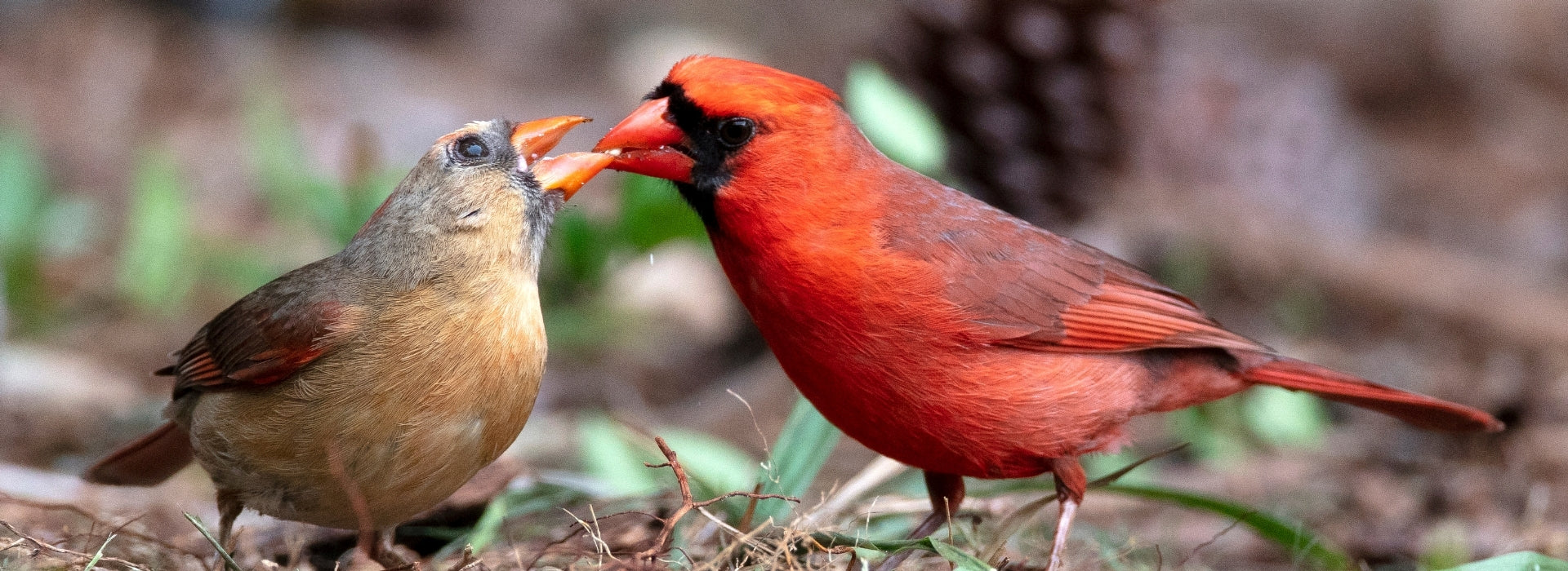 Birds Mating Behaviors – Birdfy