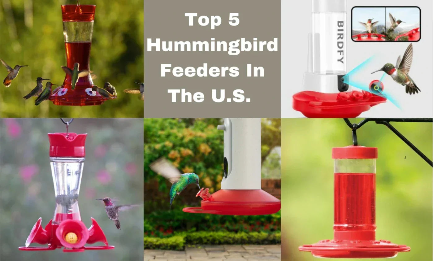 Best Hummingbird Feeders in the US | Top 5 Picks – Birdfy