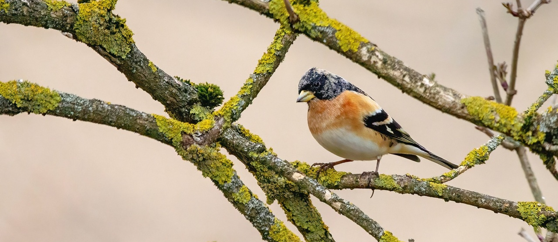 The Joyful Return of Springtime Birds – Birdfy