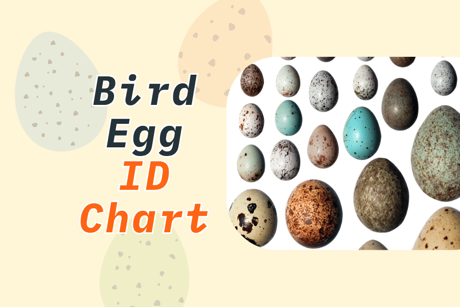 Learn how to identify bird eggs with a complete chart – Birdfy