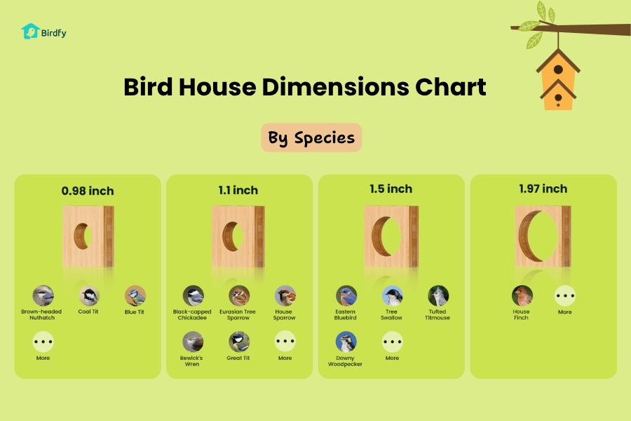 The Right Birdhouse Hole Size Chart By Species – Birdfy